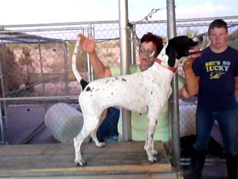 English Elhew Pointer Started Hunting Bird Dog For Sale #3 Sunrise Kennels 520-907-5690