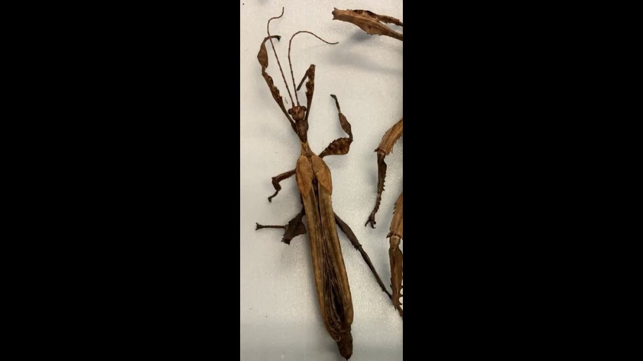 Iowa State University Insect Zoo tour of Insect Museum and preserving insects.