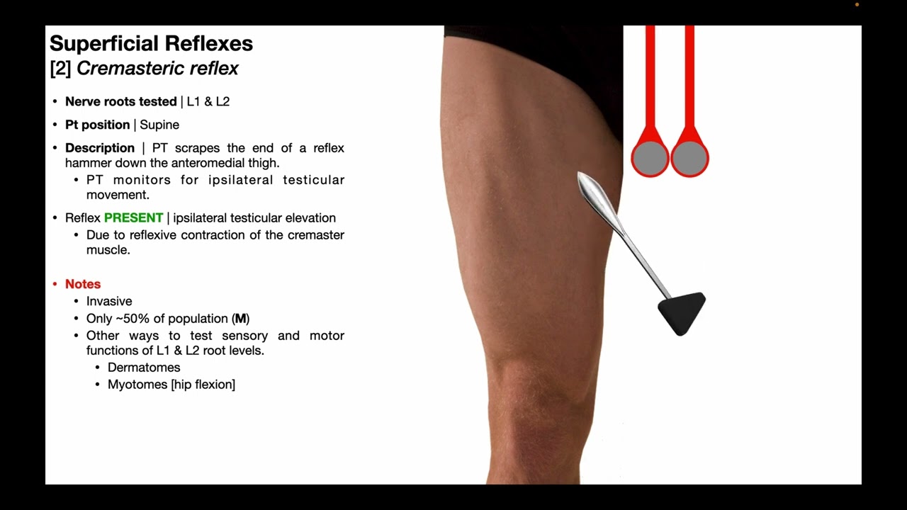 Cremasteric Reflex | Procedure & Results Interpretation