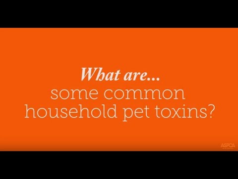 Ask the ASPCA: What Are Some Common Pet Toxins?