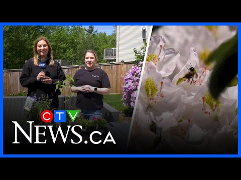 The Garden Guide: Beneficial Plants