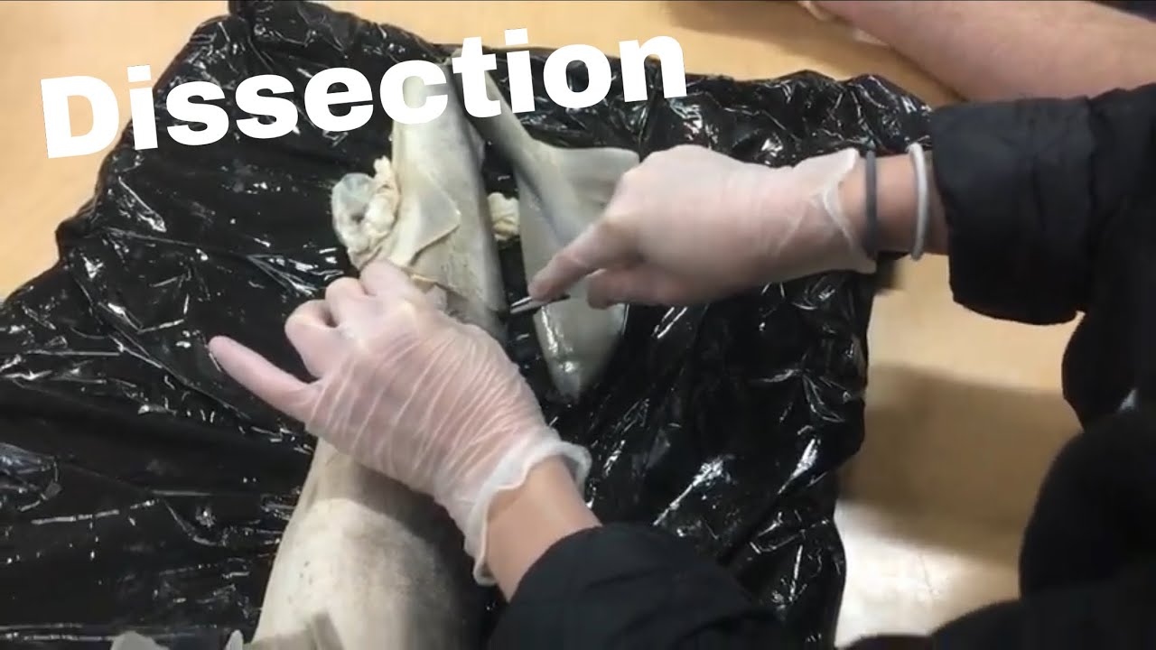Homeschool Lab: Dogfish Shark Dissection