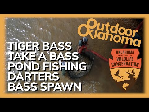 Outdoor Oklahoma 4748 (Tiger Bass in Grand, 90s Bass Fishing, Keep a Bass, Bass Spawn)