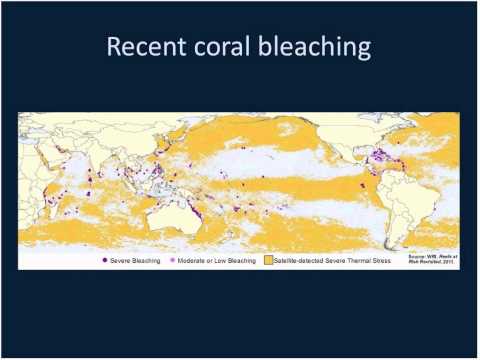 Reef Resilience Webinar: Reefs at Risk Revisited