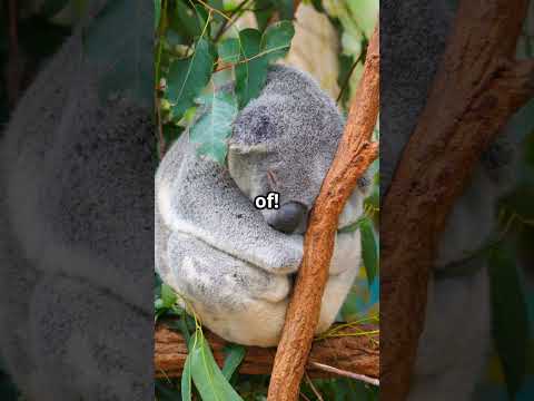 Animal Facts That Will Shock You! 🐘😱 | Prepare to Be Amazed! #animals #animaltrivia
