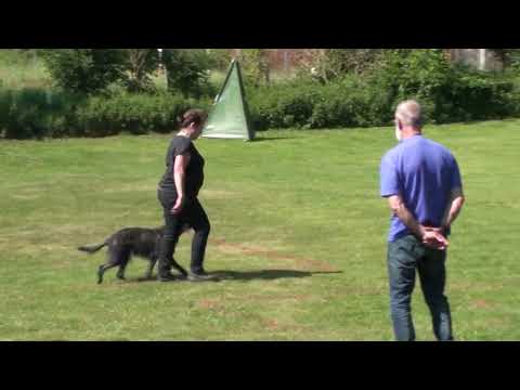 Hasenhirsch Melly (4 Jahre) IBGH3 mit 78 Punkten am 19.06.2025