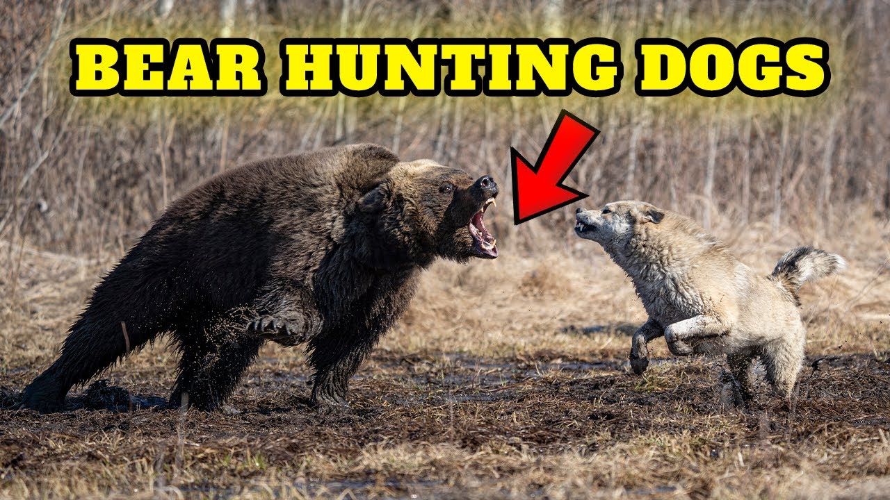 These 6 Dog Breeds Are Used For Bear Hunting - BuzzSharer.com