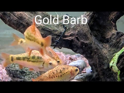 Species Profile: Everything you will ever need to know about the Gold Barb
