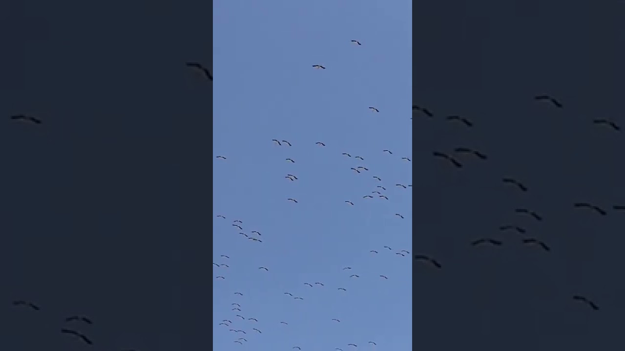 Miles de cigüeñas vuelan por el cielo de Tarifa