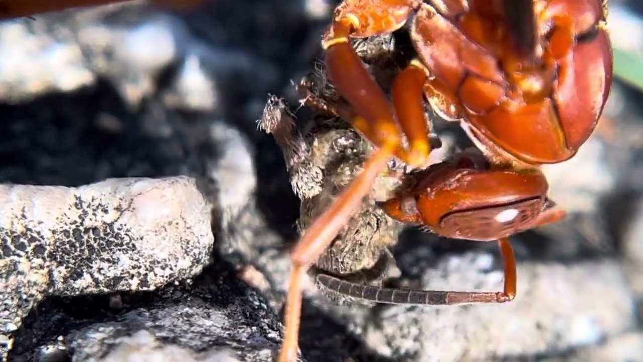 Fine-backed red paper wasp, part two ￼
