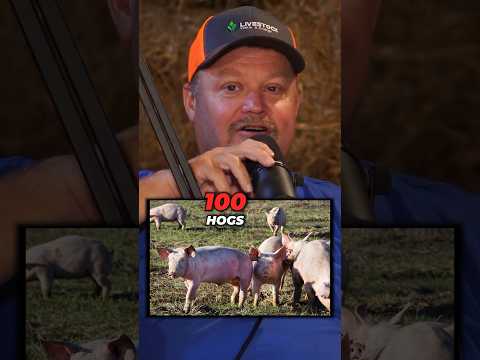 Raising Hogs at Scale Using Regenerative AG