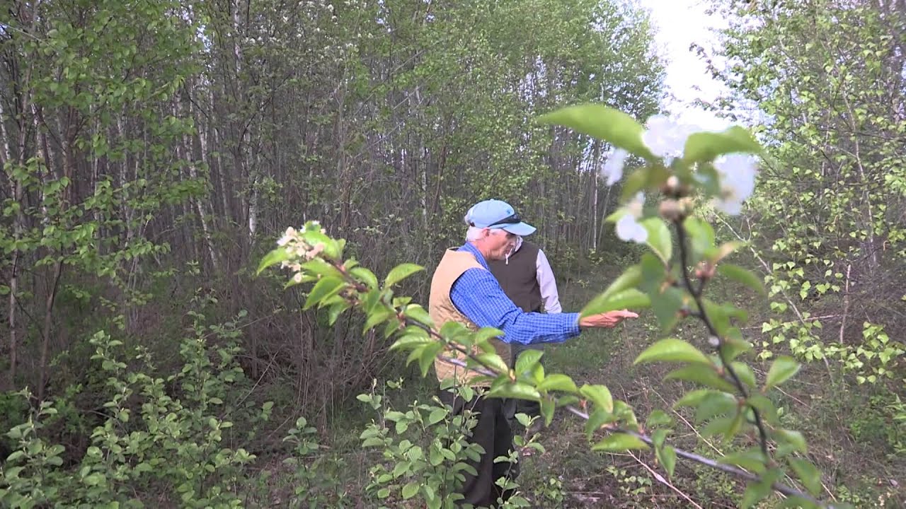 Blueberry Pollination in Maine