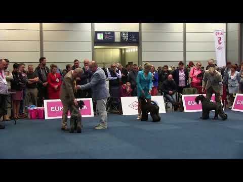 Kerry Blue Terriers on WDS 2017 in Leipzig