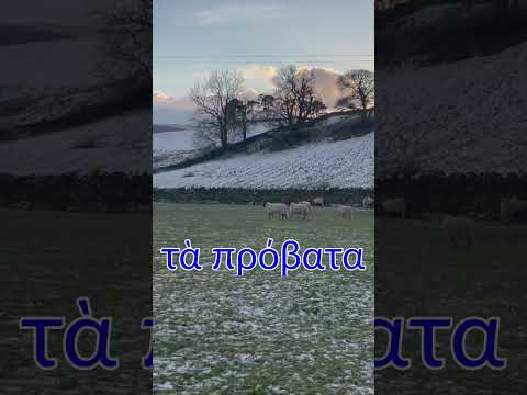 Greek is One Language: Sheep [SUB ESP] #shorts