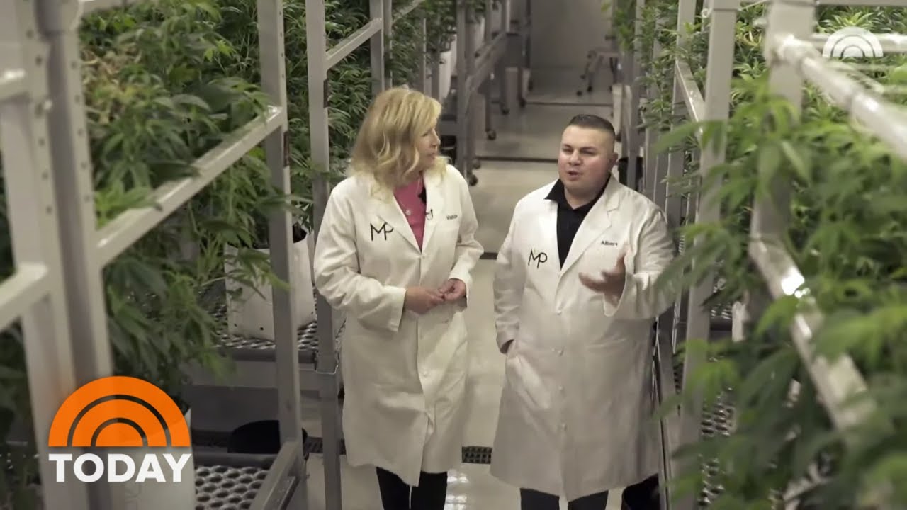 How CBD Is Extracted From Cannabis | TODAY