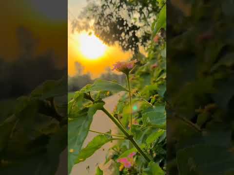 nature short videos |nature wallpaper 4k |nature images 4k | #shorts #shortvideo#nature#viralvideo😍