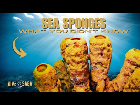 Interesting Facts About SEA SPONGES