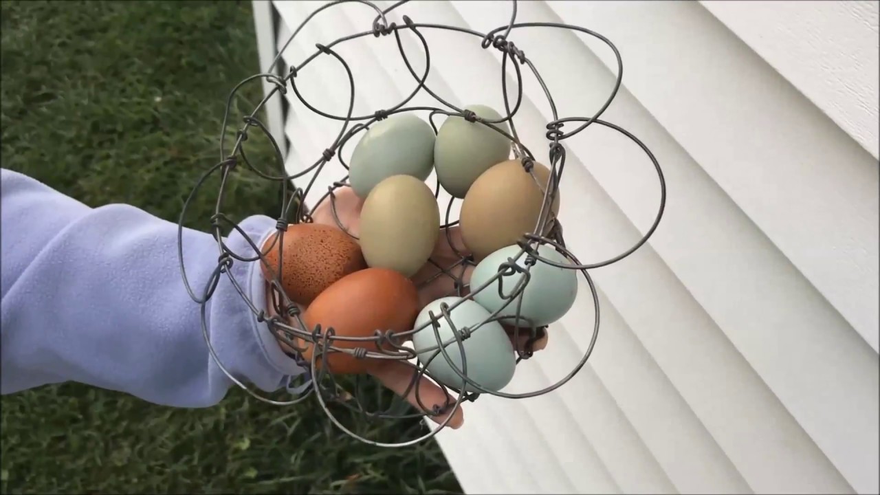 The Best Egg Laying Chicken Breed for Backyard Flocks
