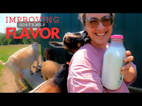Why Your Goats Milk Tastes "Goaty" (& Practical Solutions) | Dairy Goat VLOG