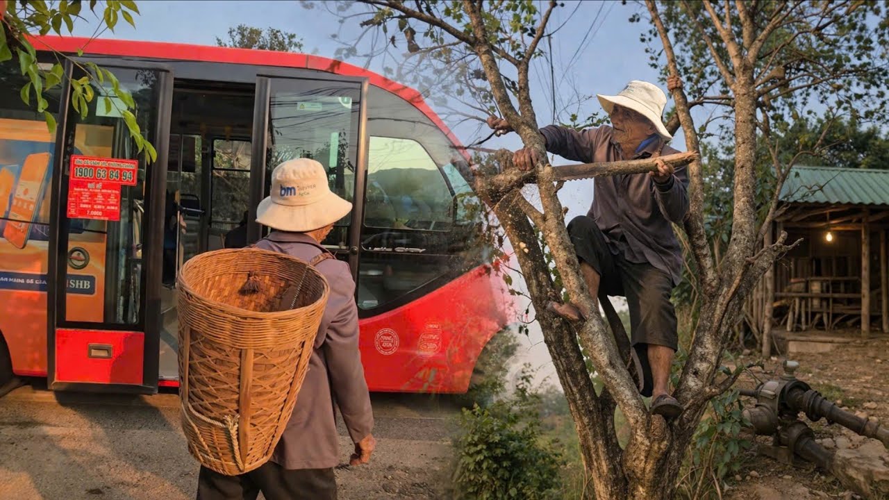 87yo Grandpa Restores His Late Wife’s Persimmon Tree — And Reveals the Truth About His City House