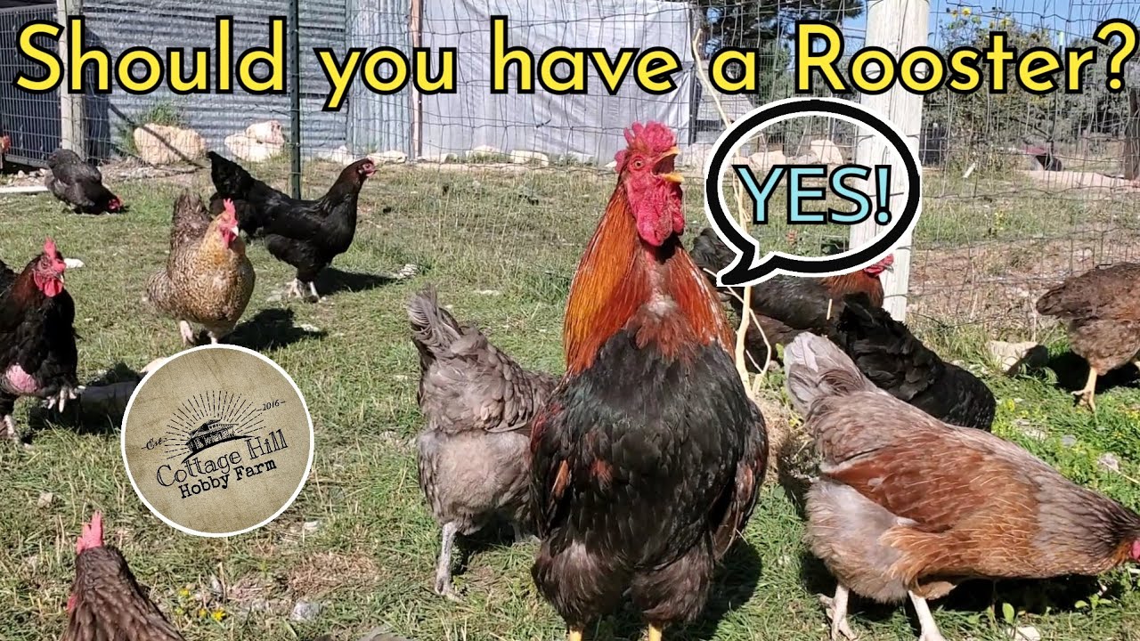 CHICKEN OWNERS: Should you have a Rooster? There's more to Roosters than just crowing!