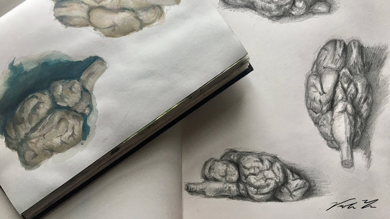 The Brain Visualization Project