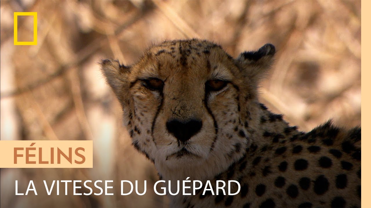 Documentaire | Le guépard : un corps fait pour aller vite