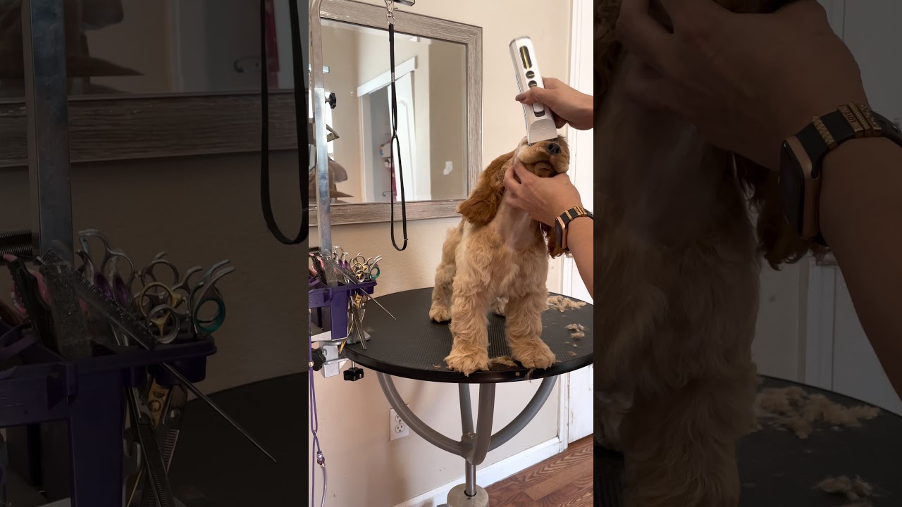 Grooming the Cocker Spaniel Puppy