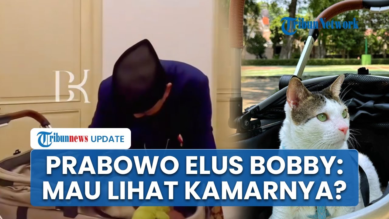 Bobby Kertanegara Masuk Istana Naik Pet Stroller, Prabowo Elus Kucing ...