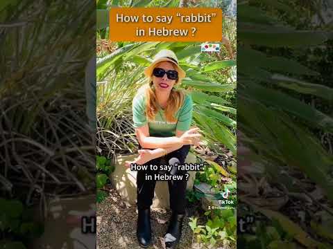 🐇How to say Rabbit in Hebrew? 🐇Become a Hebrew Guru with Rabbi Yakira
