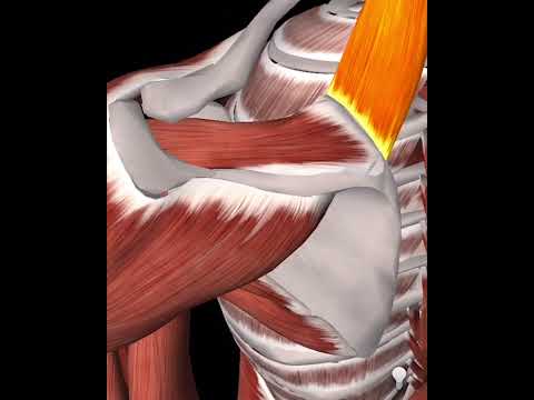 Corrective Massage technique for Upper back/Neck pain