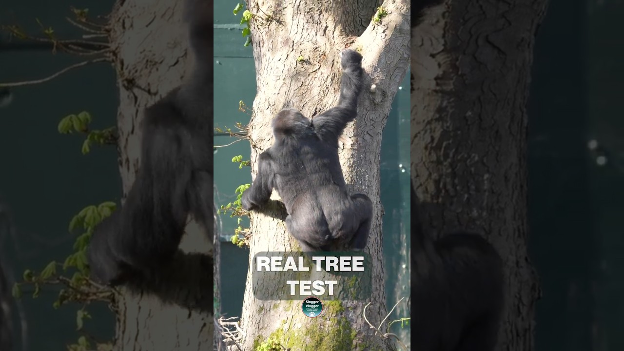 🦍Gorilla real TREE climbing first in UK | SloggerVlogger