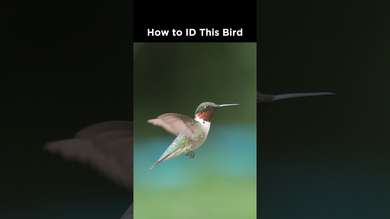 Can you tell if this hummingbird is male or female?