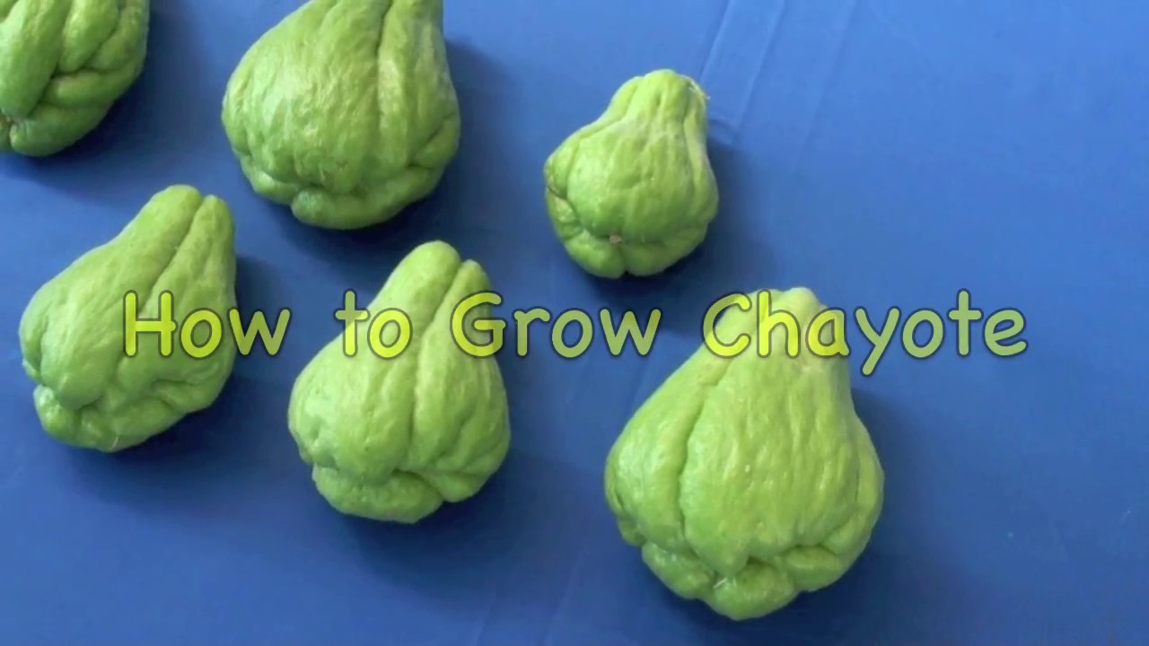 How to Grow Chayote