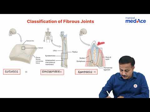 Classification of Fibrous joints