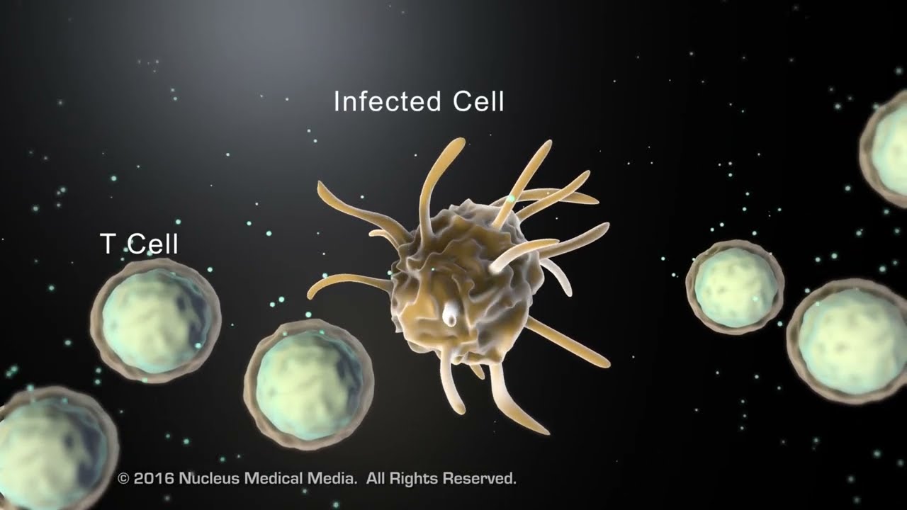 How HIV Affects the Immune System