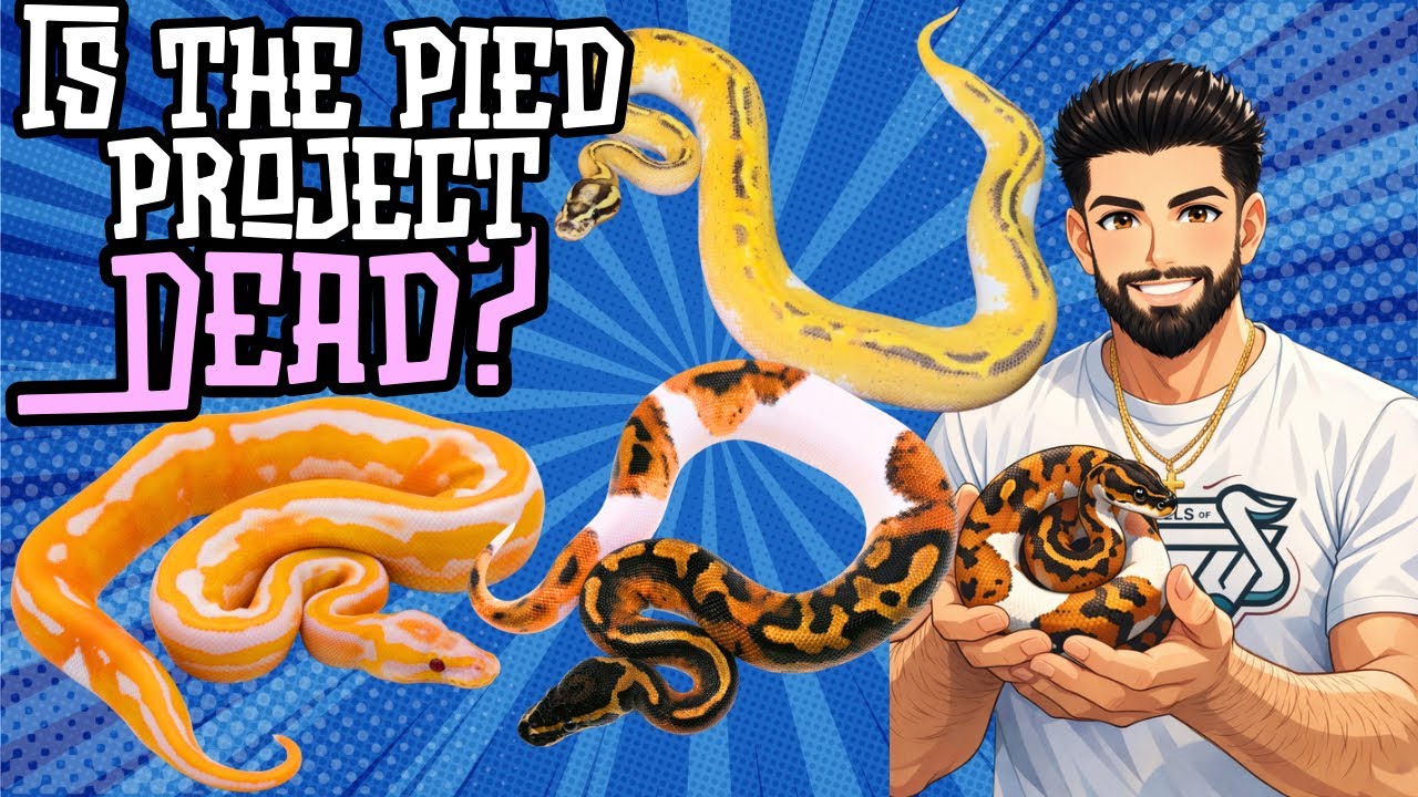 Is the Piebald Project DEAD!? The Truth About Piebald Ball Pythons! 