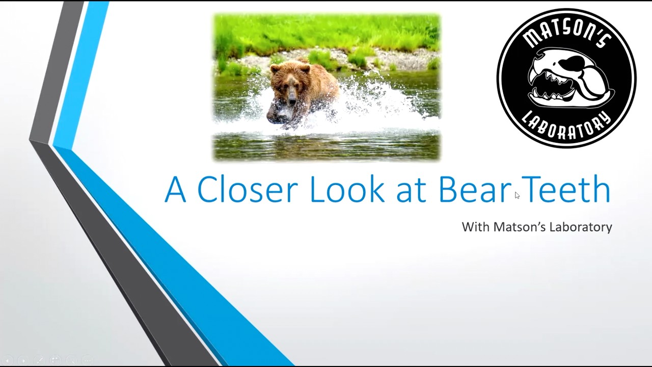 IBA Management Committee Webinar #13 - A Closer Look at Bear Teeth with Matson's Laboratory