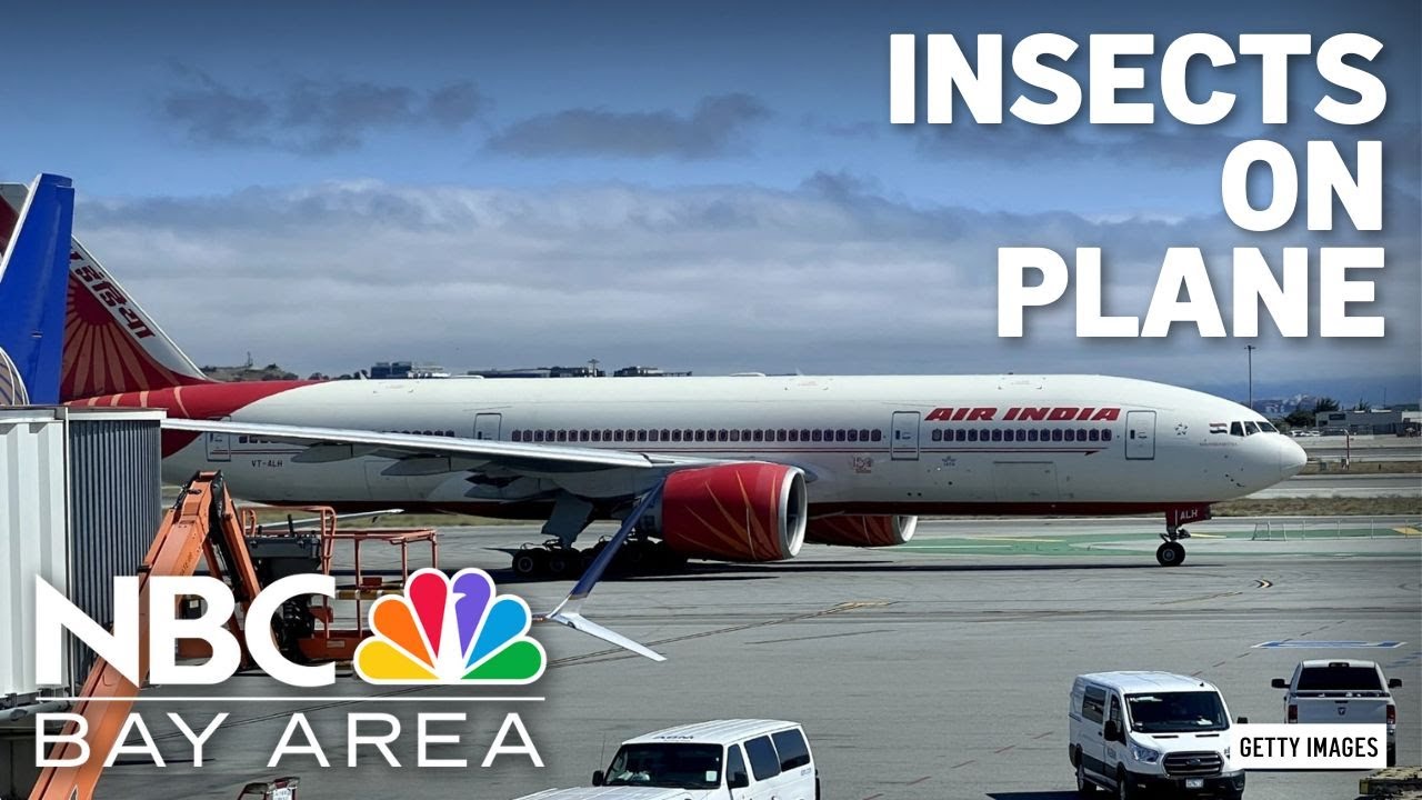 Cockroaches found on Air India flight from San Francisco