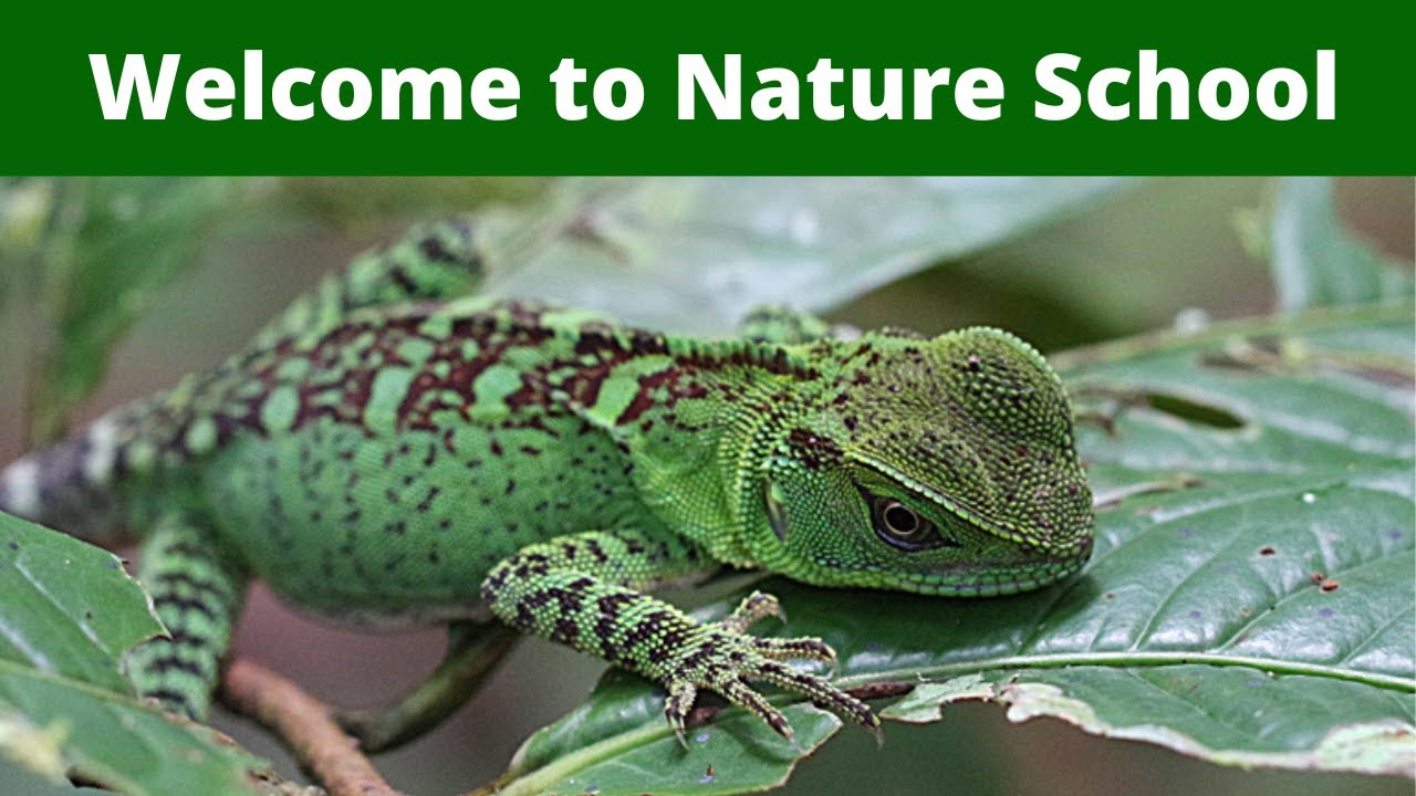 Project Noah Nature School - Welcome!
