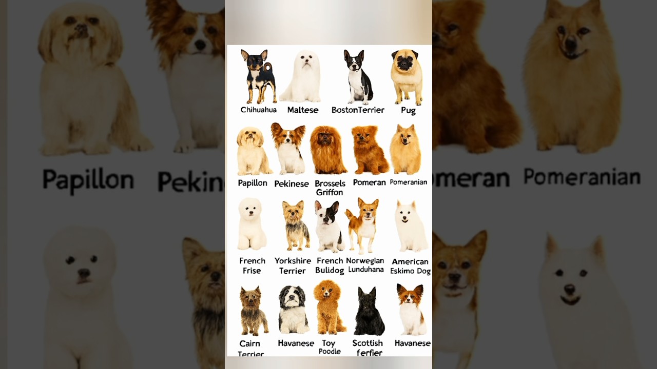 20 Small Dogs Breeds Collection In English #Small #Dogs #Breeds #Name #EnglishWords #Animals #New