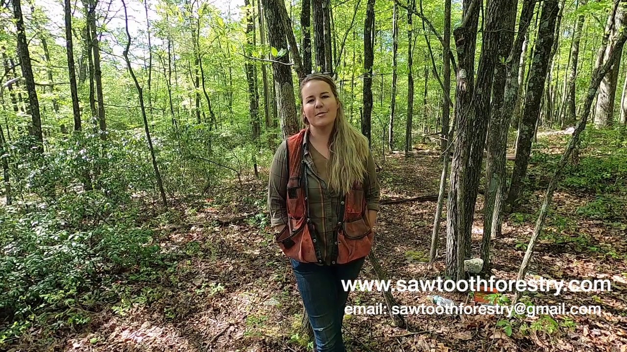 Forest Management Plans - 1