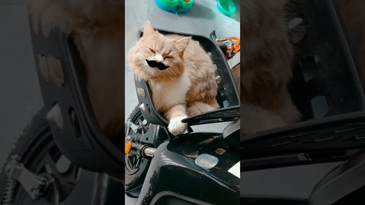 you are so cute, bro