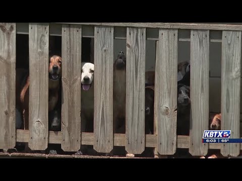 Animal shelters rescue 82 dogs from Grimes County home