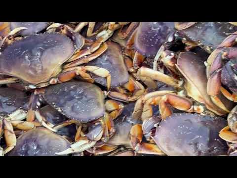 Order a Crab Dinner for The Dungeness Crab Festival
