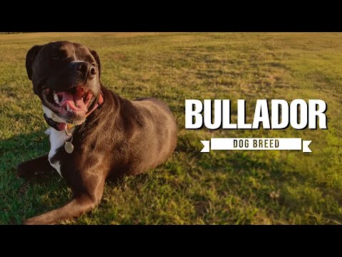 Discover the Bullador: A Labrador-Bulldog Mix with Heart and Personality
