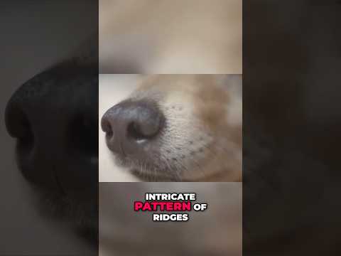 The Science of Identifying Dogs by Their Nose Prints