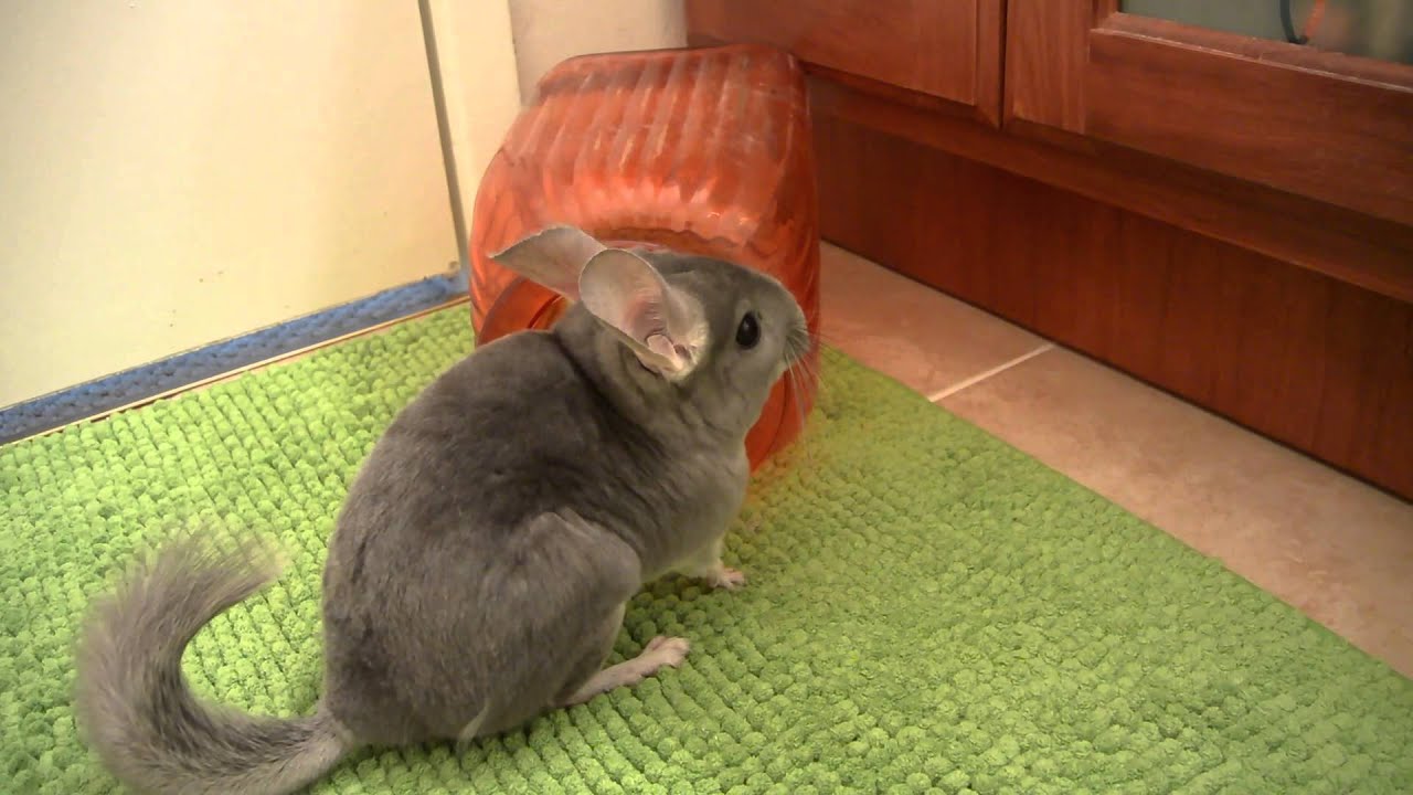 Violet and Pink White Chinchilla