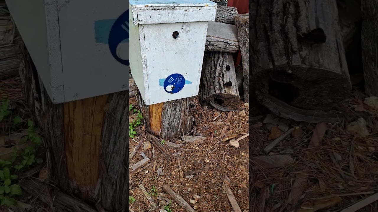 The bees can't wait!