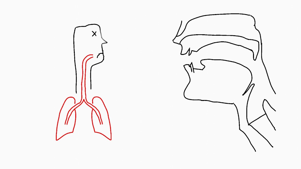 Phonetics: Articulation